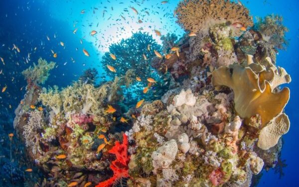 Découvrez les 3 Plus Beaux Spots de Plongée d’Égypte | Sunweb Blog